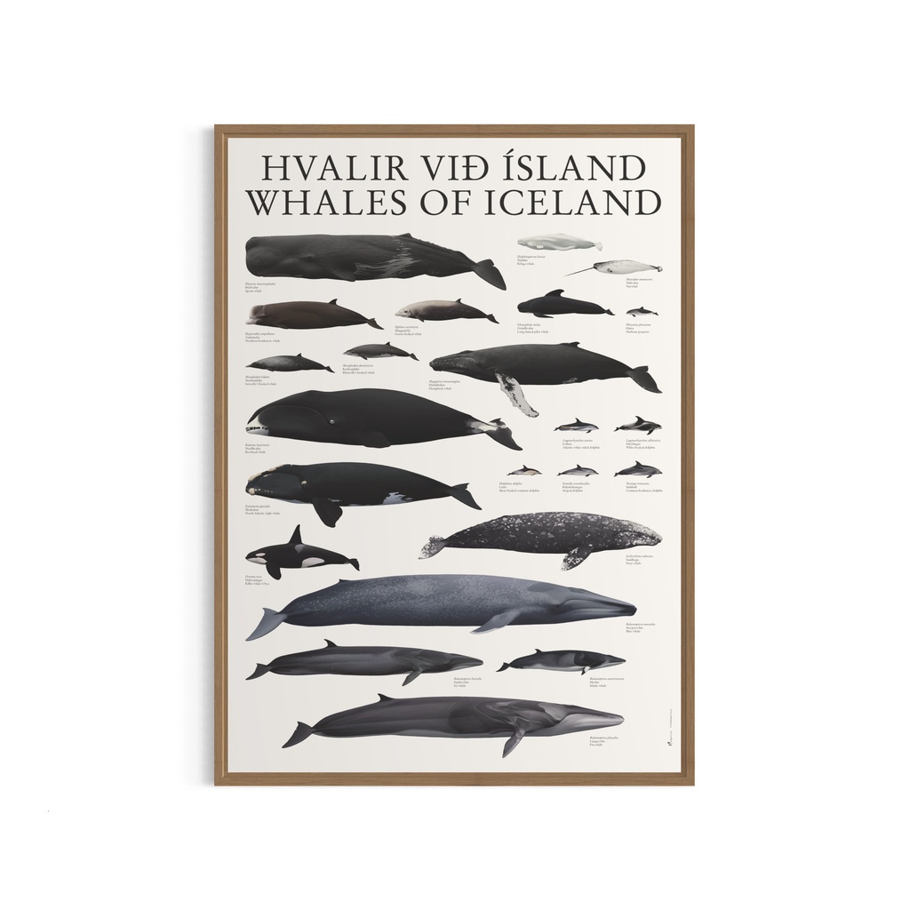 Whales of Iceland | Pappyr